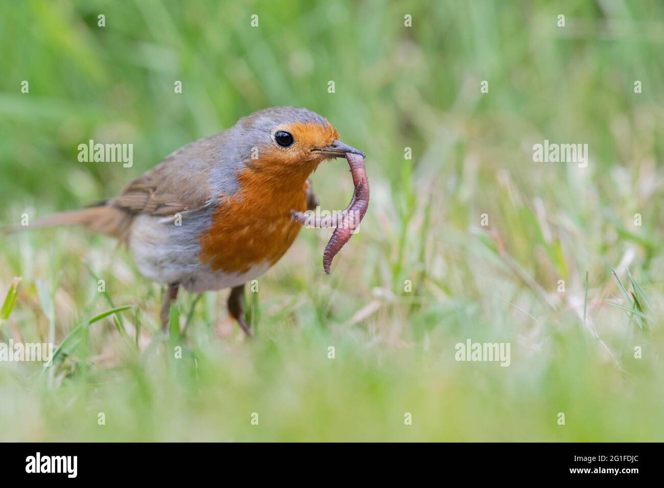 European robin (Erithacus rubecula) catches earthworm on lawn, garden ...
