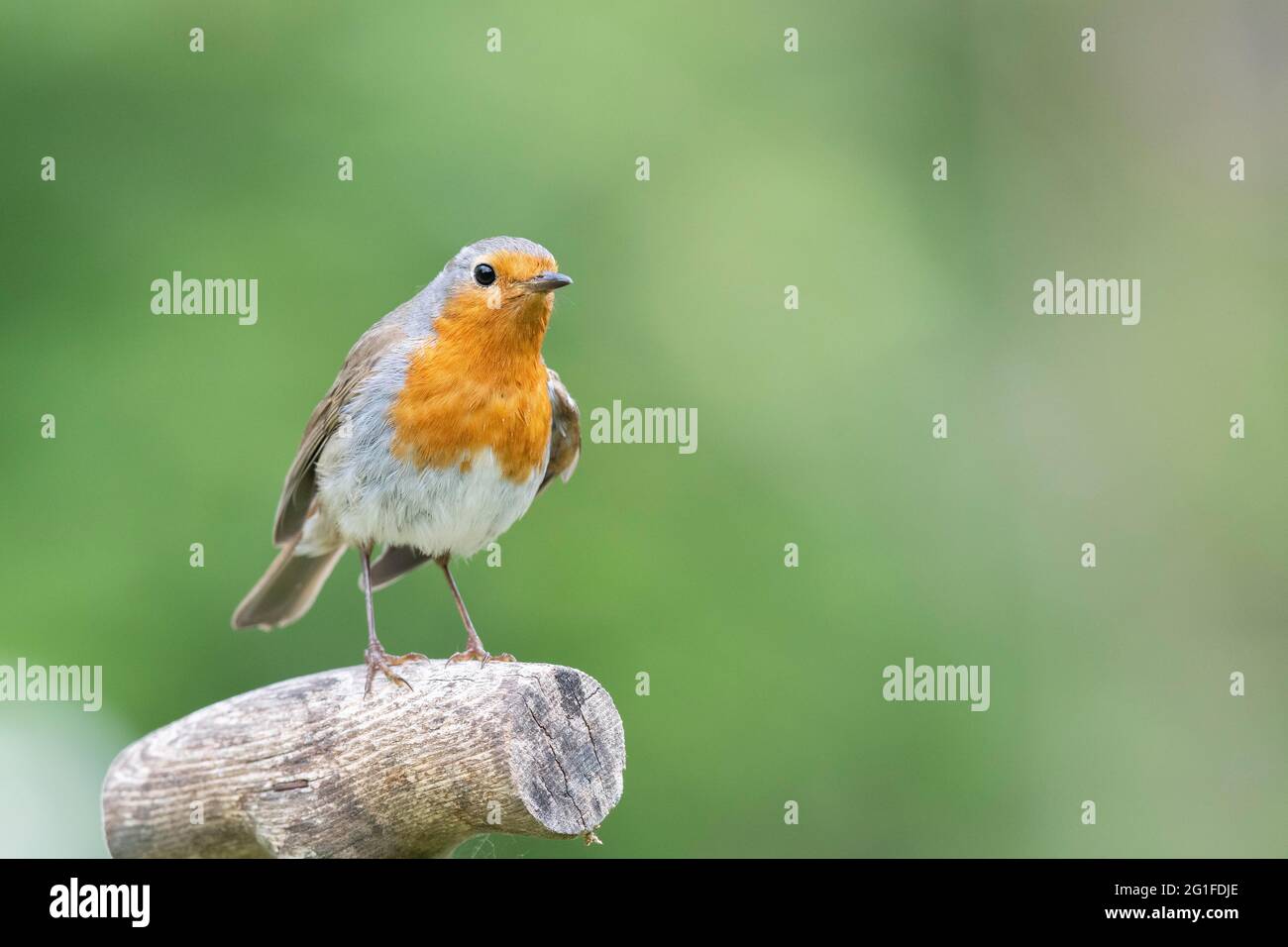 European robin (Erithacus rubecula) sitting on spade handle, spade ...