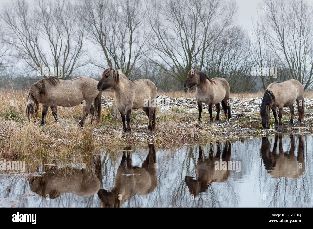Konik, Konik horse, Konik pony (Equus caballus gemelli), herd, feeding ...