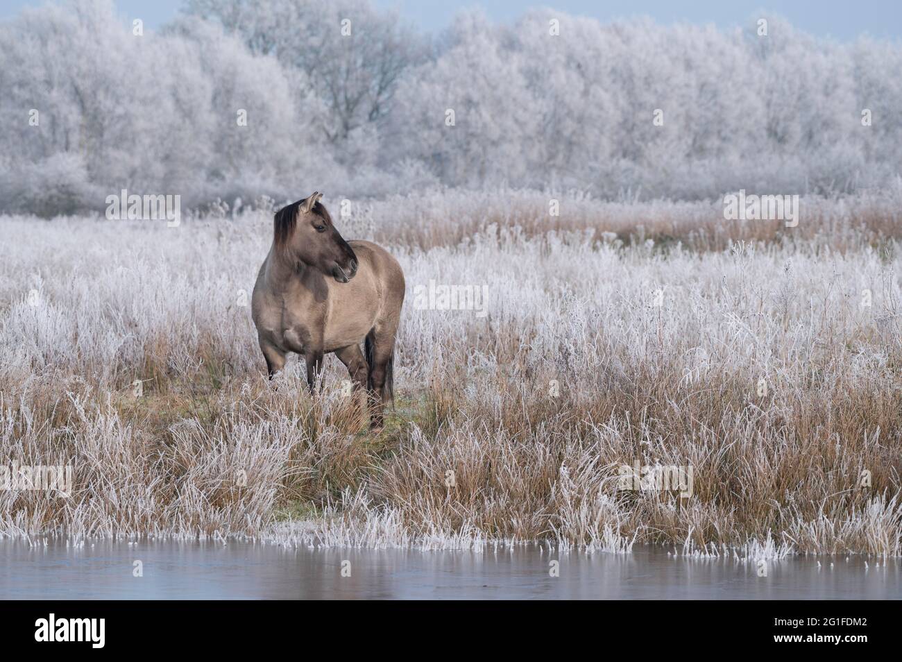 Konik, Konik horse, Konik pony (Equus caballus gemelli), winter ...