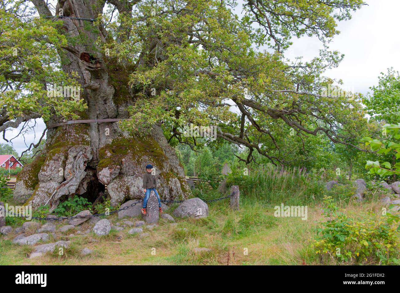 Nordic oak tree hi-res stock photography and images - Alamy
