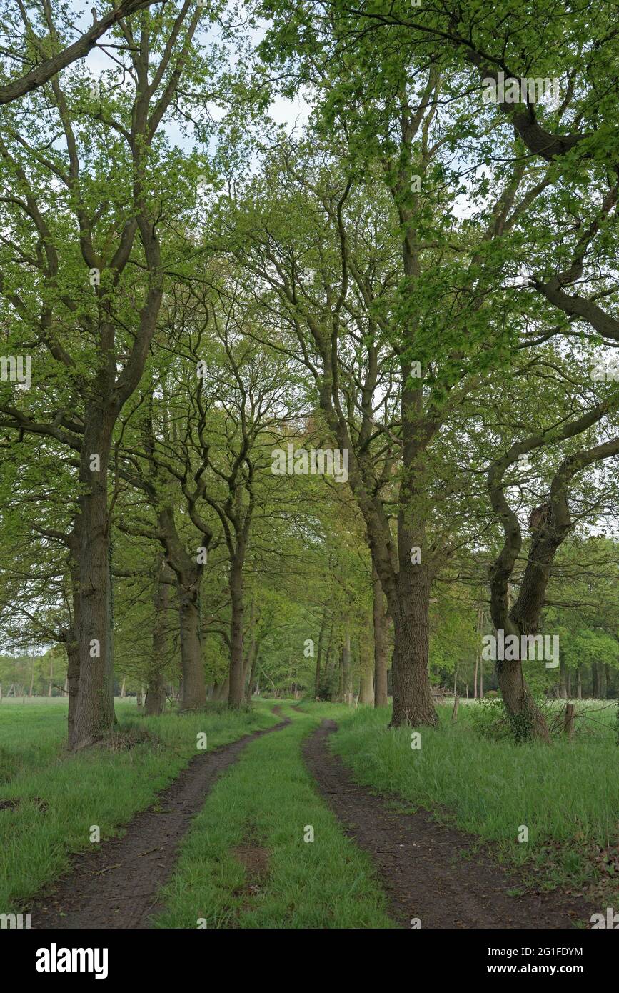 Tree and way hi-res stock photography and images - Alamy