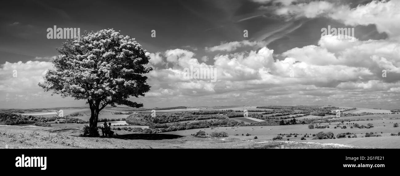 Viewing of Tree at Findon, West Sussex, South Downs Stock Photo - Alamy