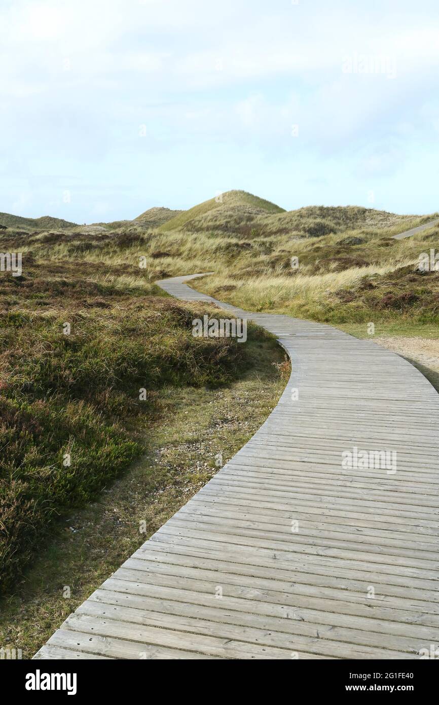 Wooden boardwalk through dune landscape, Amrum Island, North Frisian ...