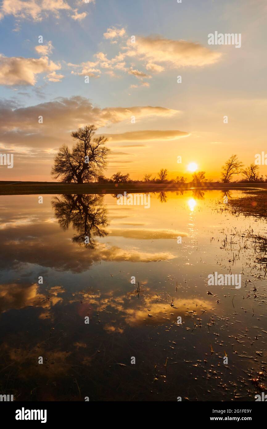 Brittle willow (Salix fragilis) tree with refelction in the water at ...