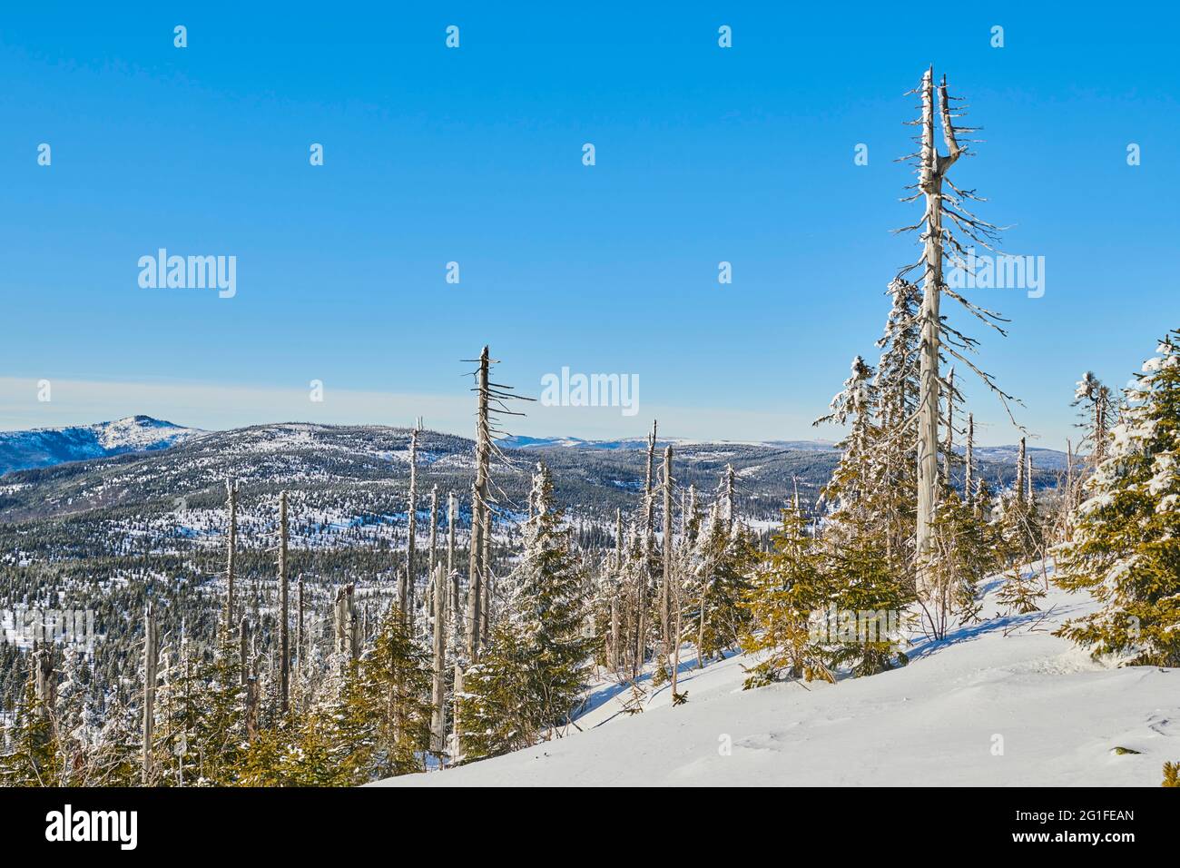 Tree trunks and frozen spruce (Picea abies), trees on a sunny day on ...