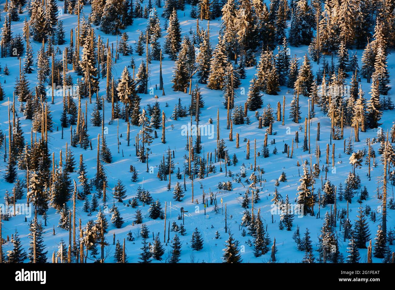 Dead tree trunks and spruce (Picea abies) trees in winter, mount Lusen ...