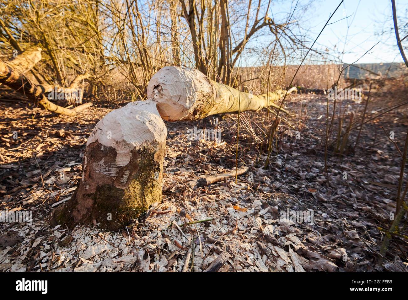 Beaver bite (Castor fiber), fallen tree, Upper Palatinate, Bavaria ...