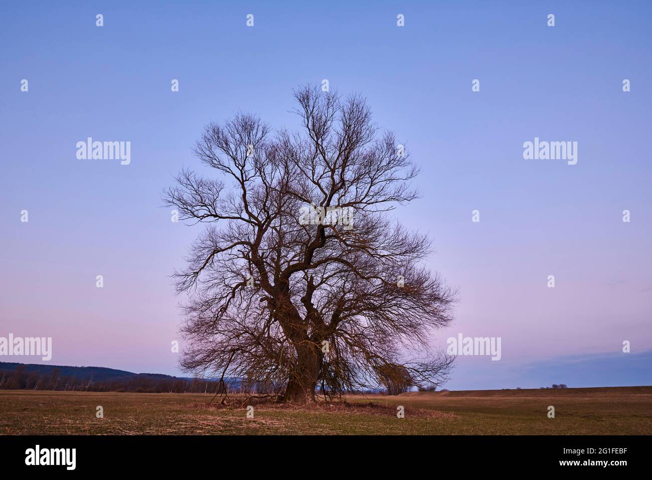 Willow salix fragilis tree hi-res stock photography and images - Alamy