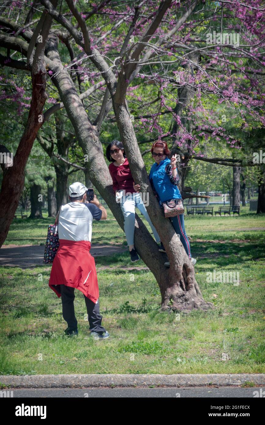 Two asian American women climb a cherry blossom tree and pose for a ...
