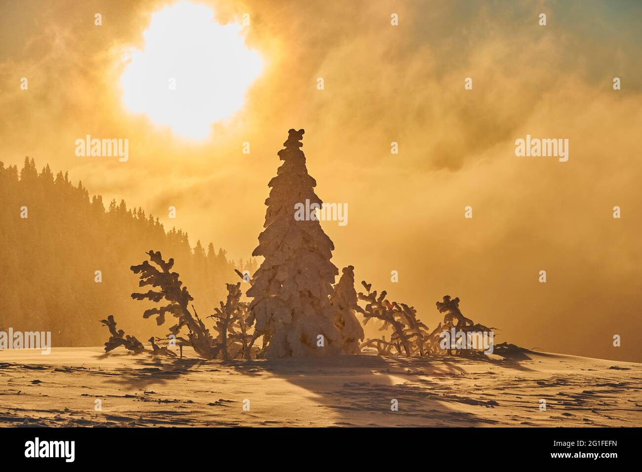 European spruce (Picea abies) tree in winter at sunrise, mount Arber ...