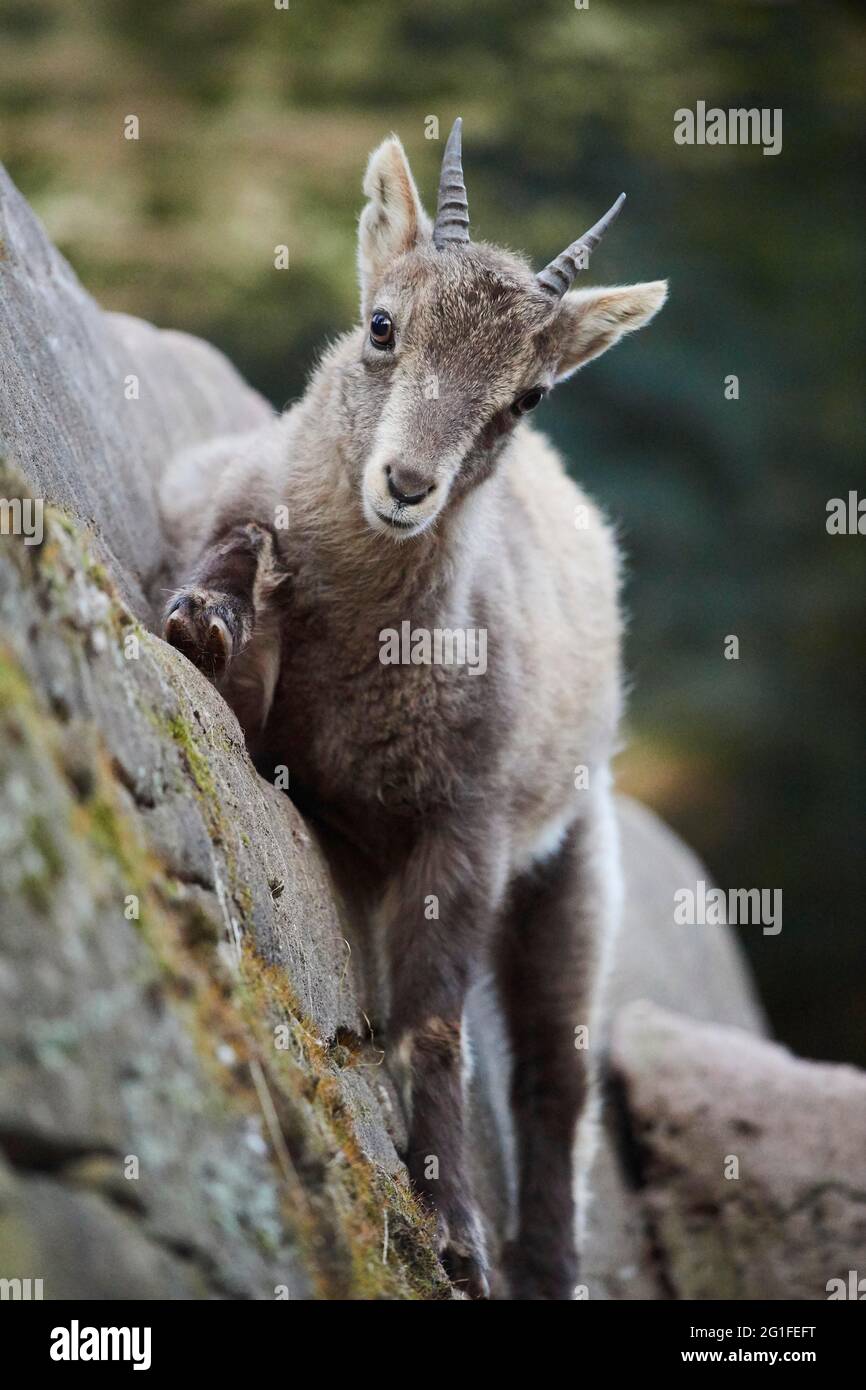 Mountain Goats Climbing Vertical