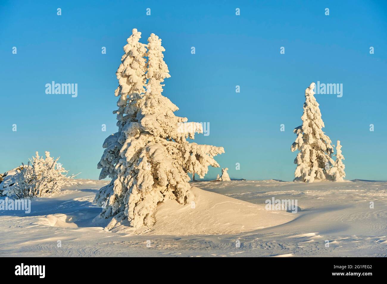European spruce (Picea abies) trees in winter, mount Arber, Bavarian Forest, Bavaria, Germany ...