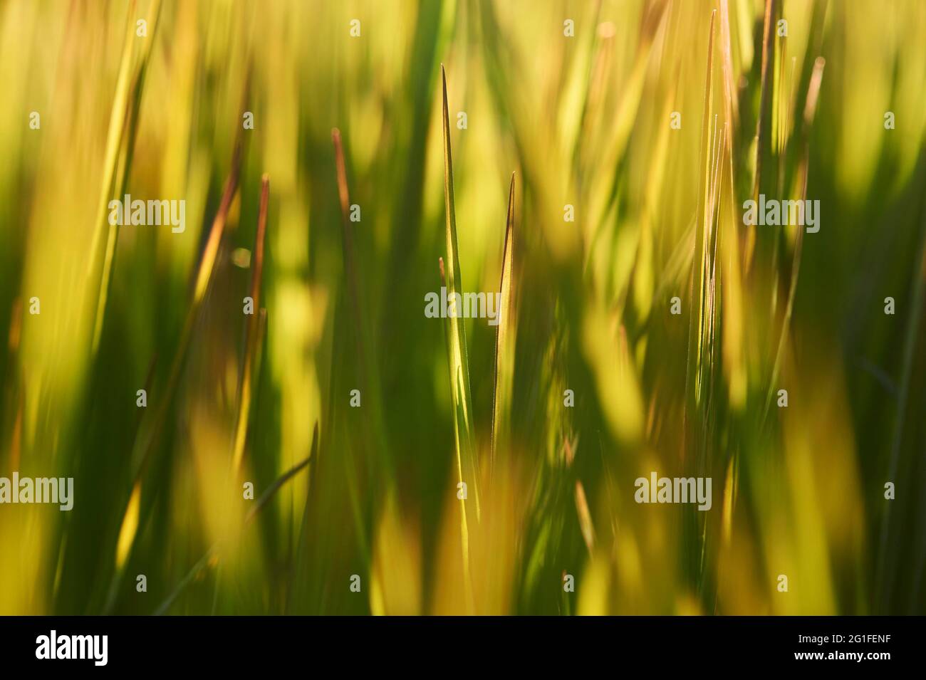 Blade of grass, Germany Stock Photo - Alamy
