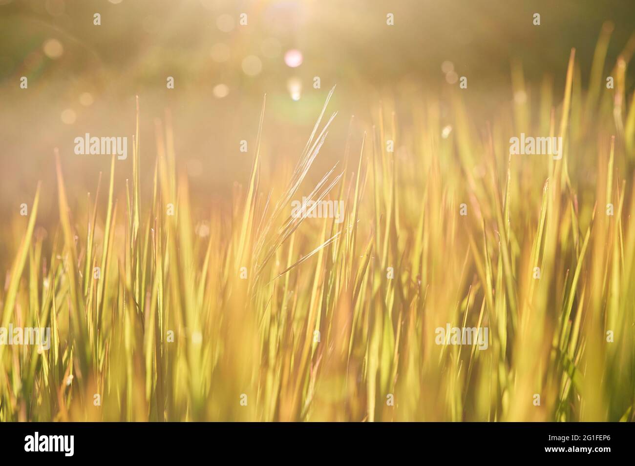 Blade of grass, Germany Stock Photo - Alamy