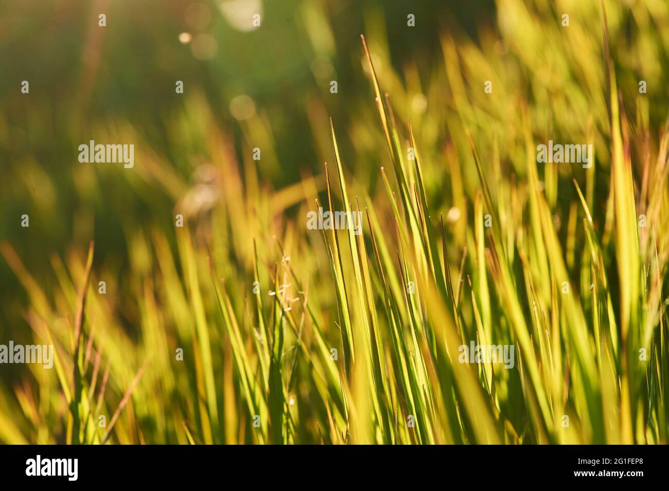 Blade of grass, Germany Stock Photo - Alamy