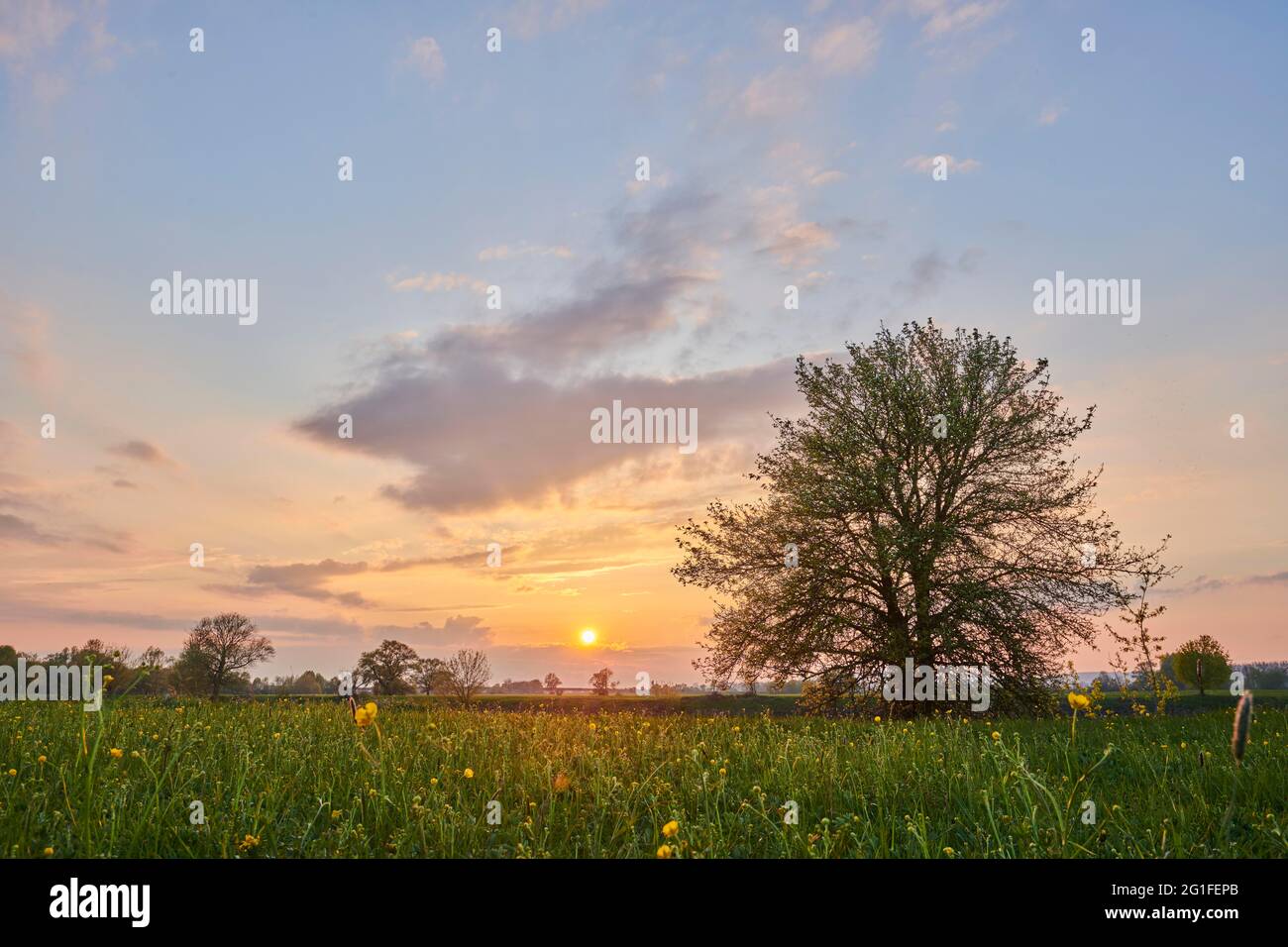 Pear pyrus communis tree hi-res stock photography and images - Alamy
