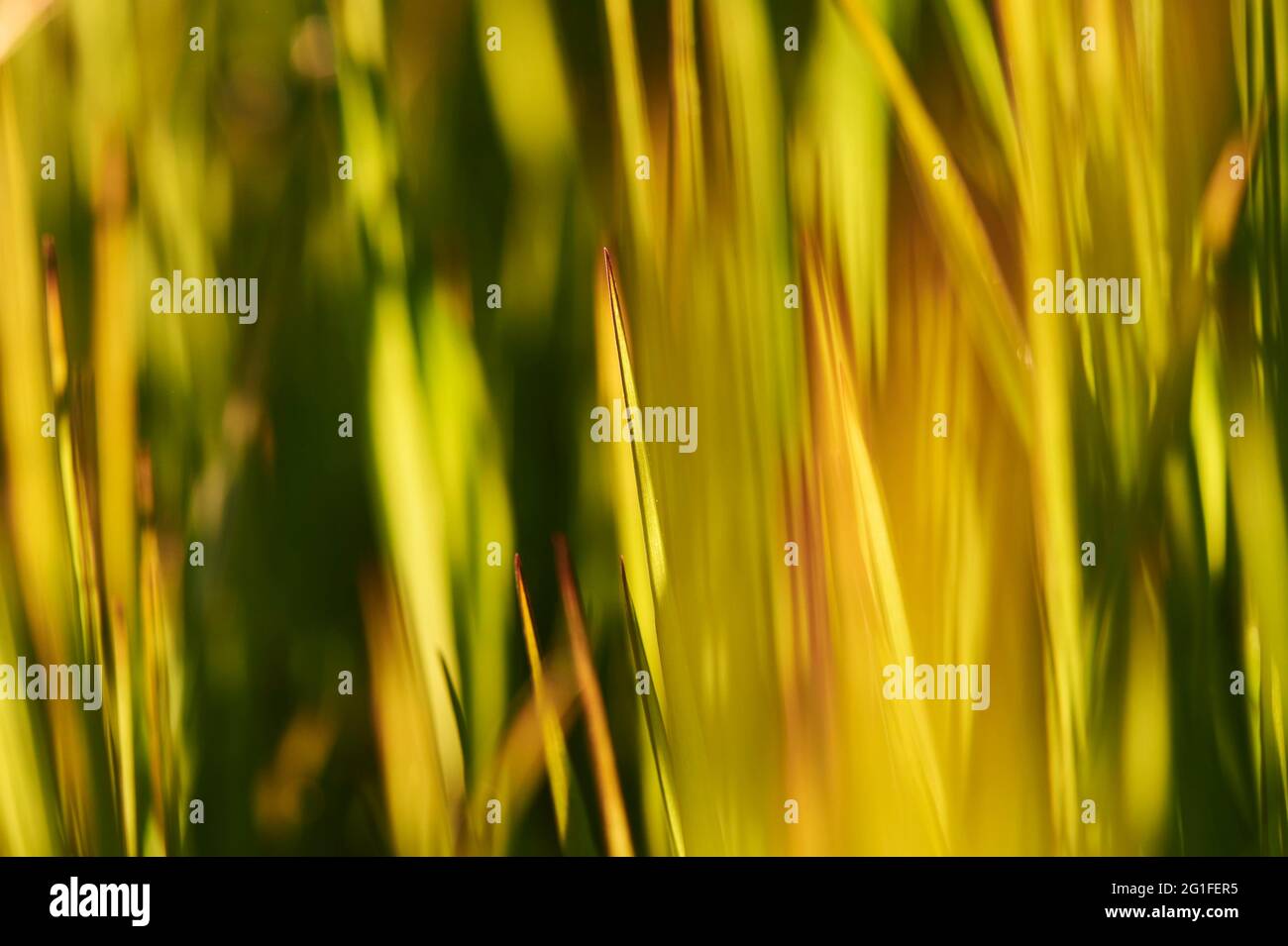 Blade of grass, Germany Stock Photo - Alamy