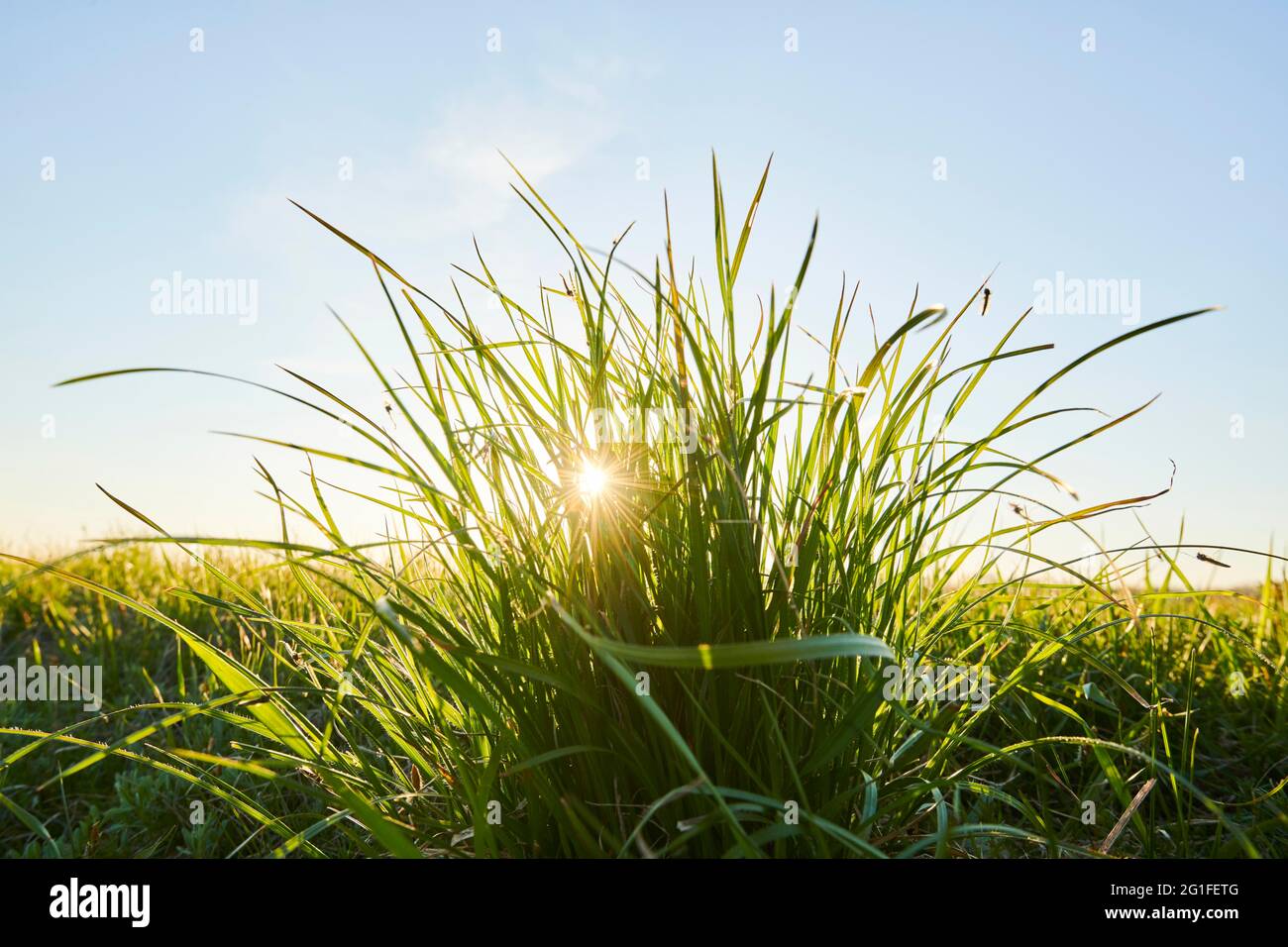 Tuft grass hi-res stock photography and images - Alamy