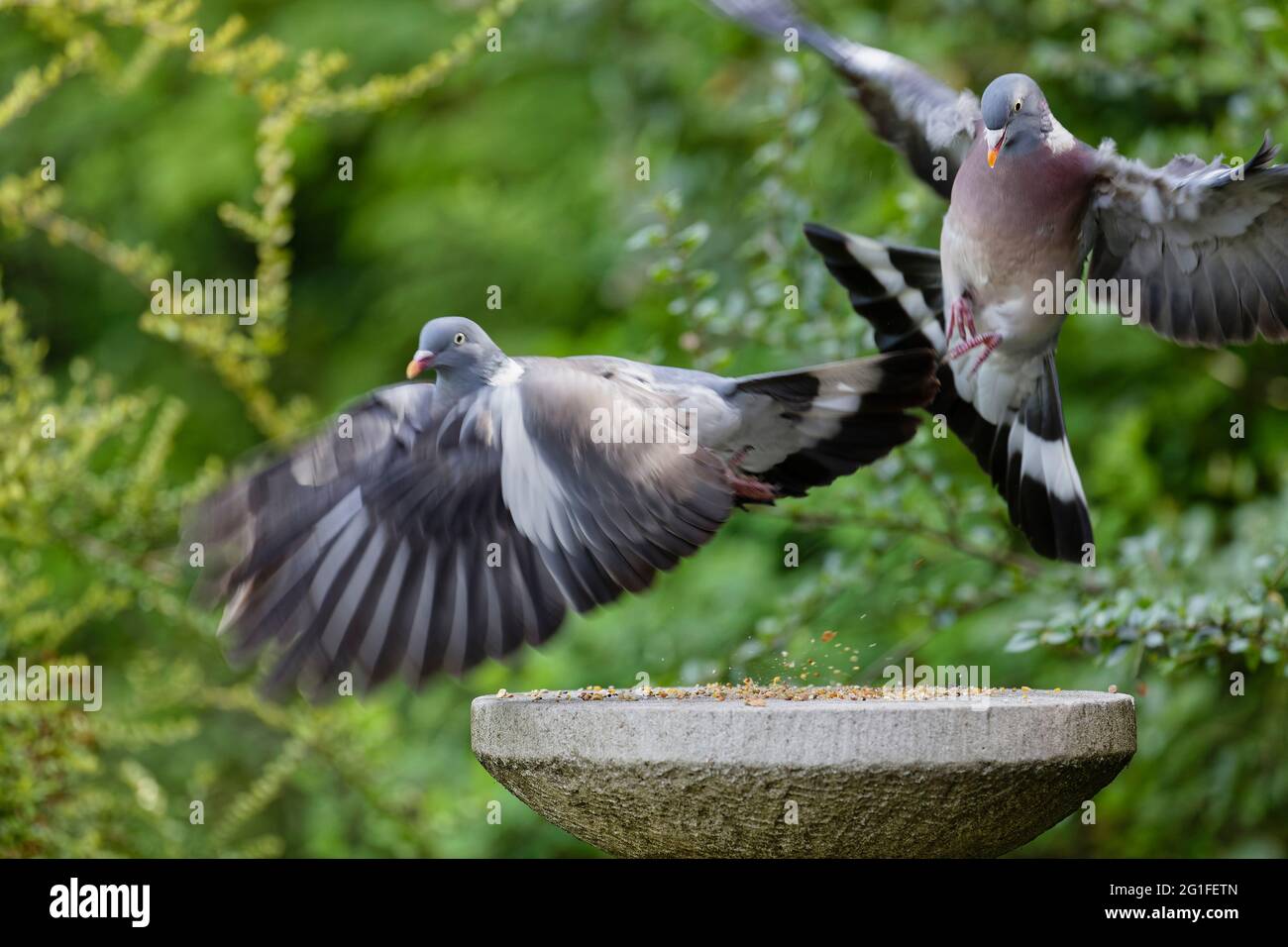 Two common wood pigeons, Columba palumbus, squabbling over food at a ...