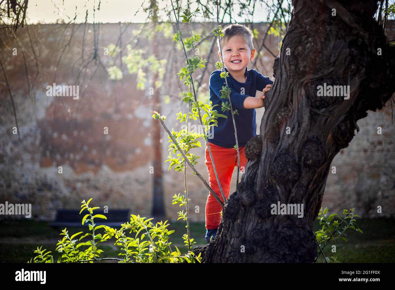 Boy climb tree hi-res stock photography and images - Alamy