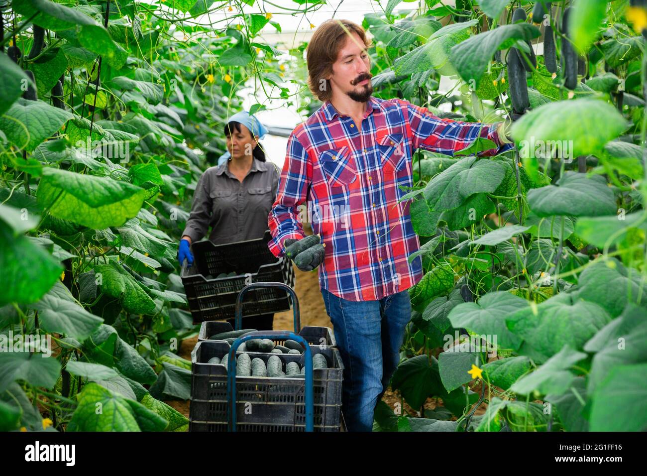 german farmers picking crops of cucumber in hothouse Stock Photo - Alamy