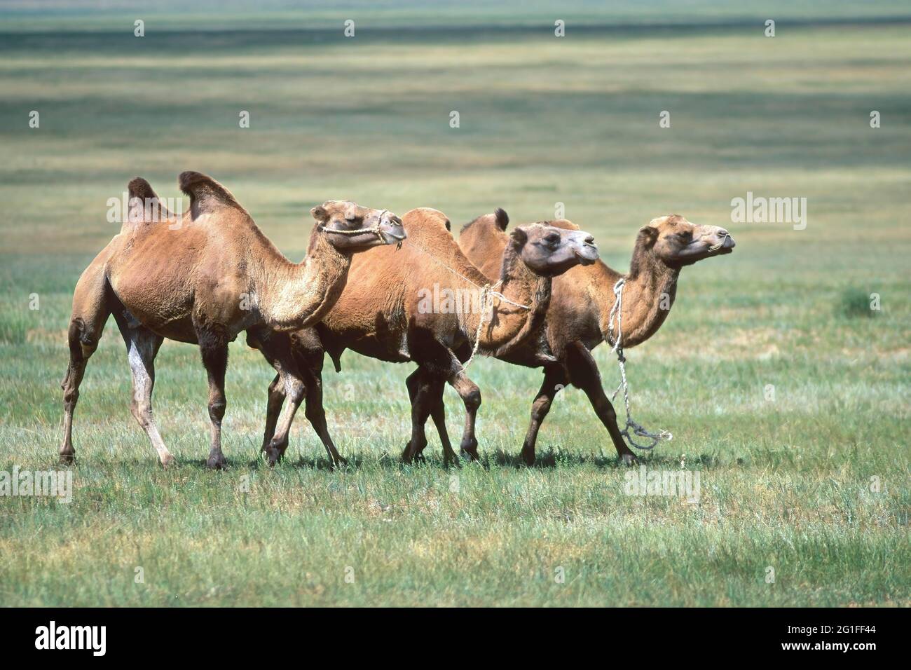 Bactrian camels (Camelus bactrianus), Gobi desert, Mongolia Stock Photo ...