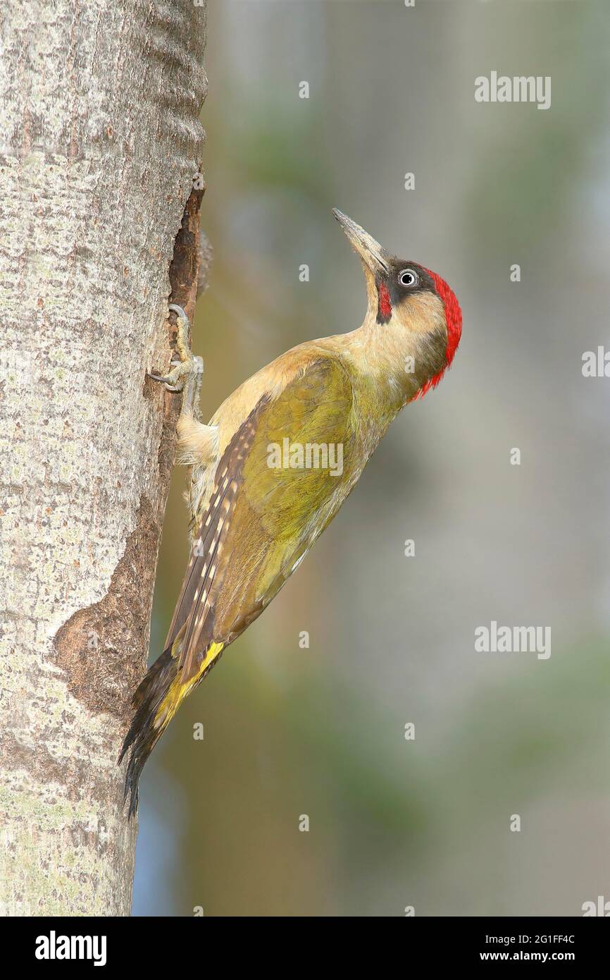 European (Populus tremula) green woodpecker (Picus viridis) male at the ...