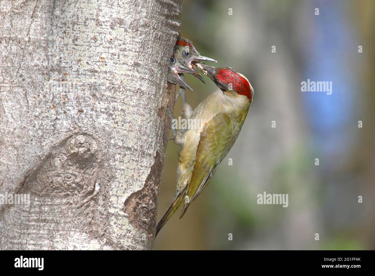 European green woodpecker (Picus viridis) Female feeding young bird ...