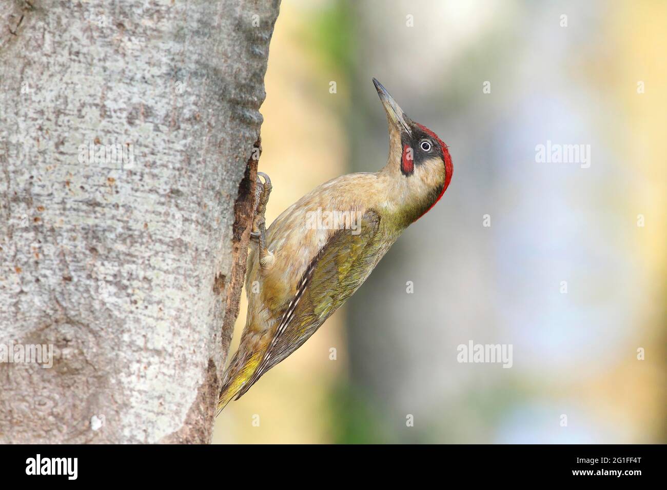 European (Populus tremula) green woodpecker (Picus viridis) male at the ...