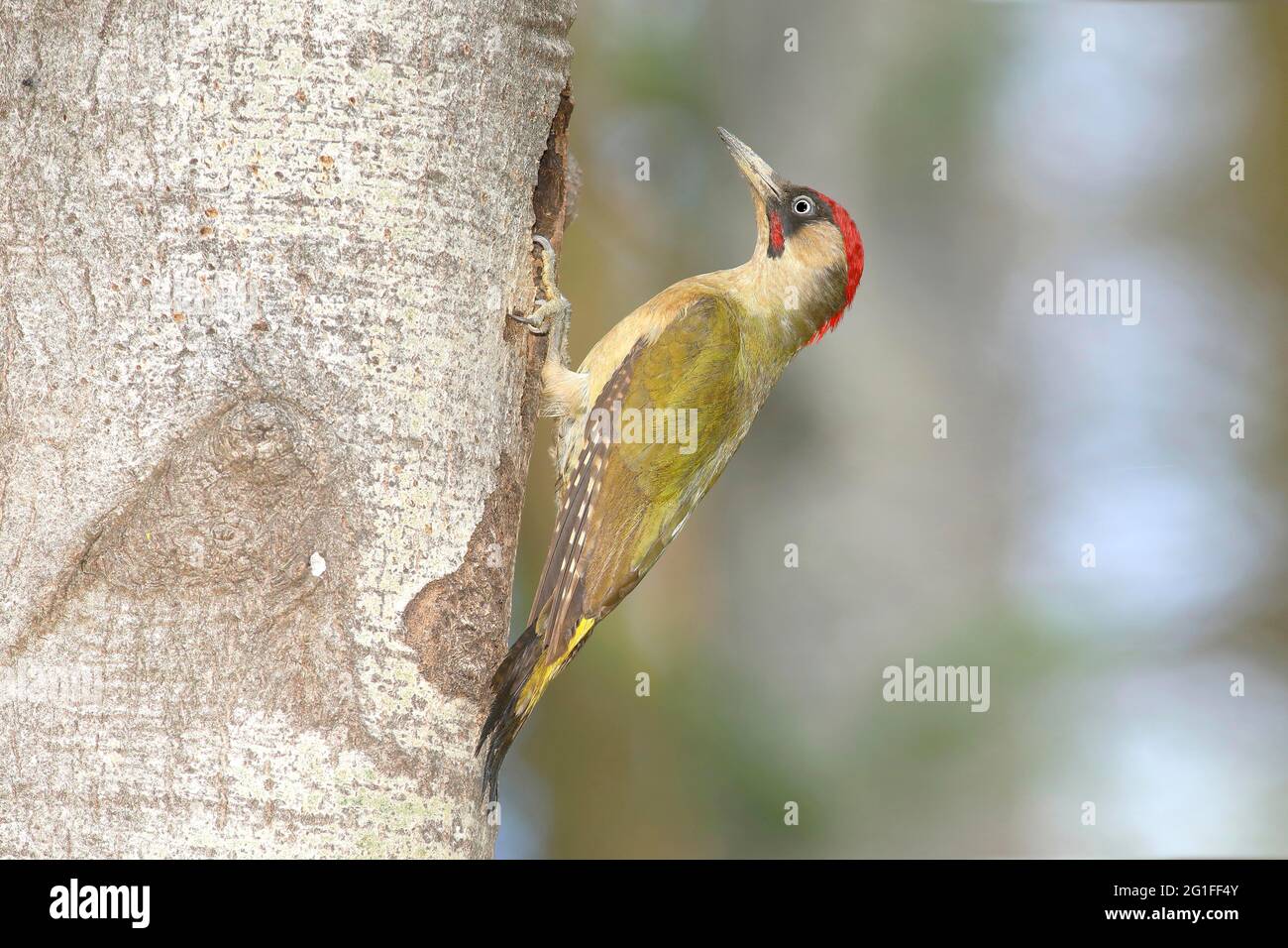 European (Populus tremula) green woodpecker (Picus viridis) male at the ...