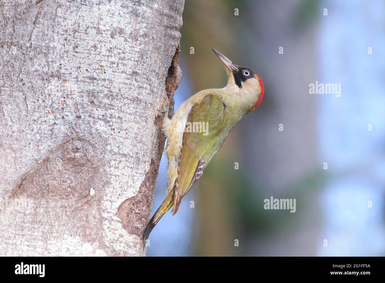 European (Populus tremula) green woodpecker (Picus viridis) female at ...