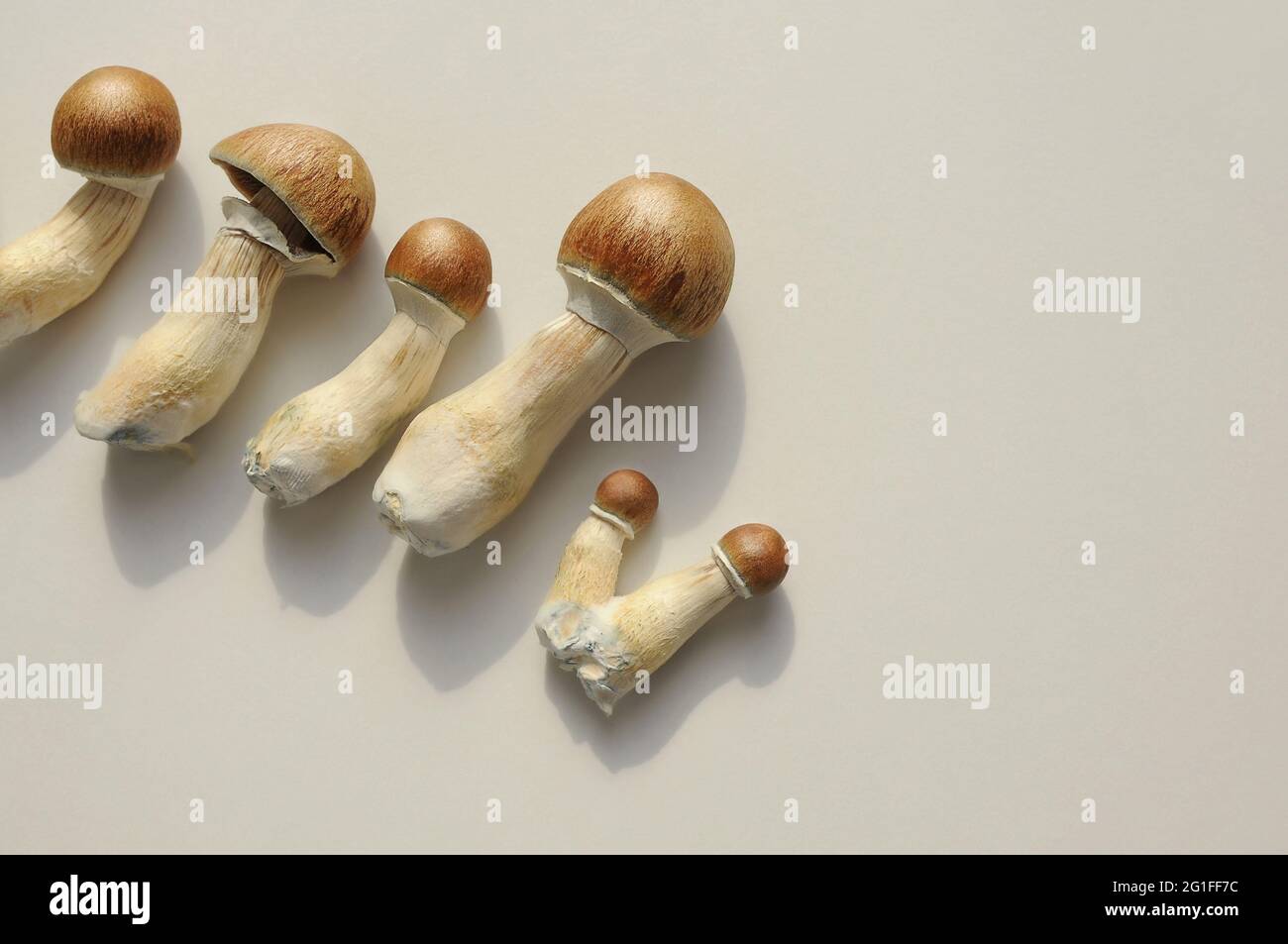 Psilocybe Cubensis raw mushrooms isolated on white background ...