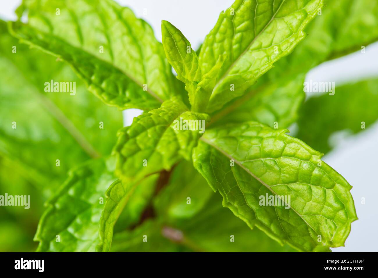 Macrophotography of Fresh peppermint (Mentha x piperita), photo shot in ...