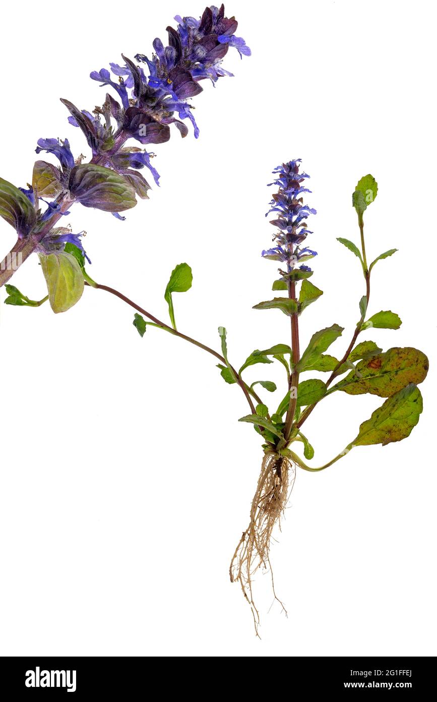 Blue bugle (Ajuga reptans) on white ground, Germany Stock Photo - Alamy