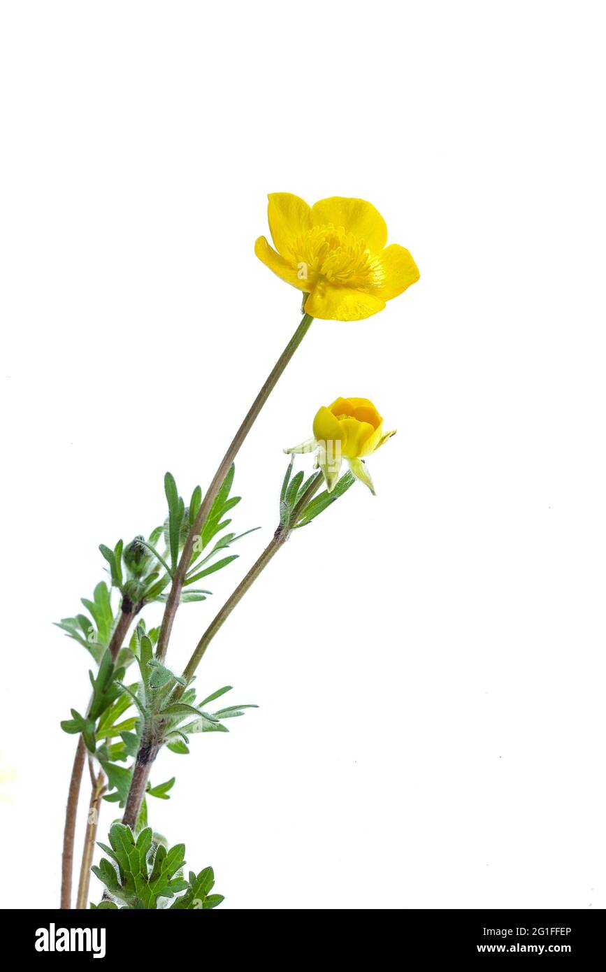 Ranunculus bulbosus bulbous buttercup Cut Out Stock Images & Pictures ...