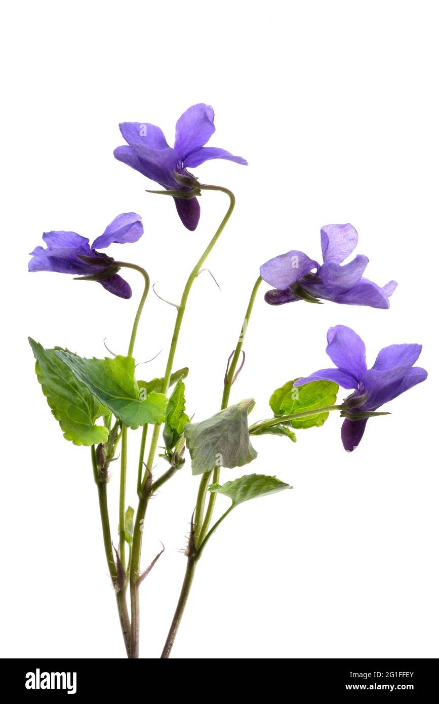 Wood violet (Viola odorata) flowers on white ground, Germany Stock ...