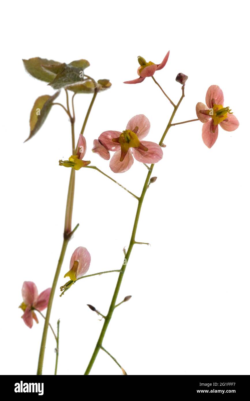 White epimedium hi-res stock photography and images - Alamy