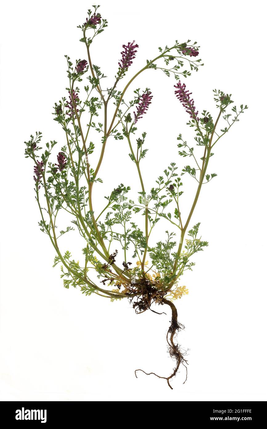 Fumariaceae hi-res stock photography and images - Alamy