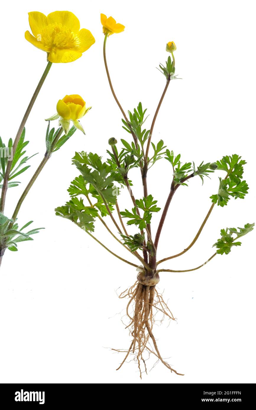 Ranunculus bulbosus (Ranunculus bulbosus) on white ground, Germany ...