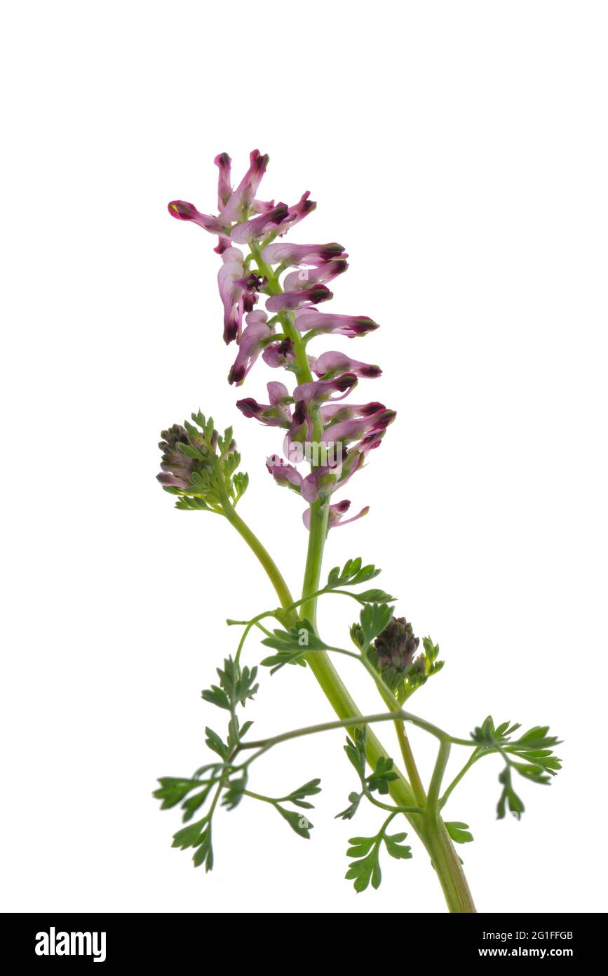 Flower of fumaria on white background, Germany Stock Photo - Alamy
