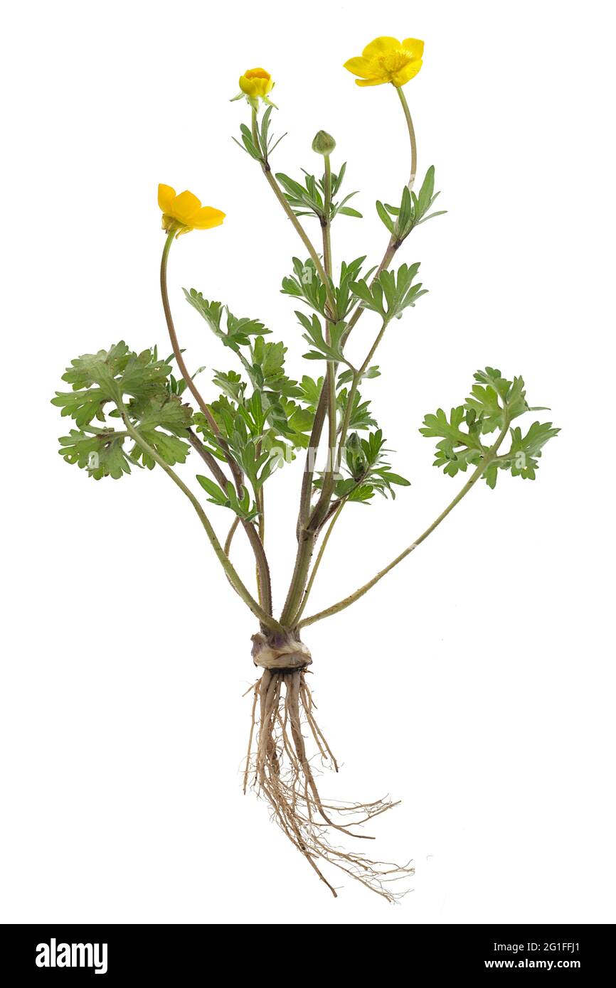 Ranunculus bulbosus (Ranunculus bulbosus) on white ground, Germany ...