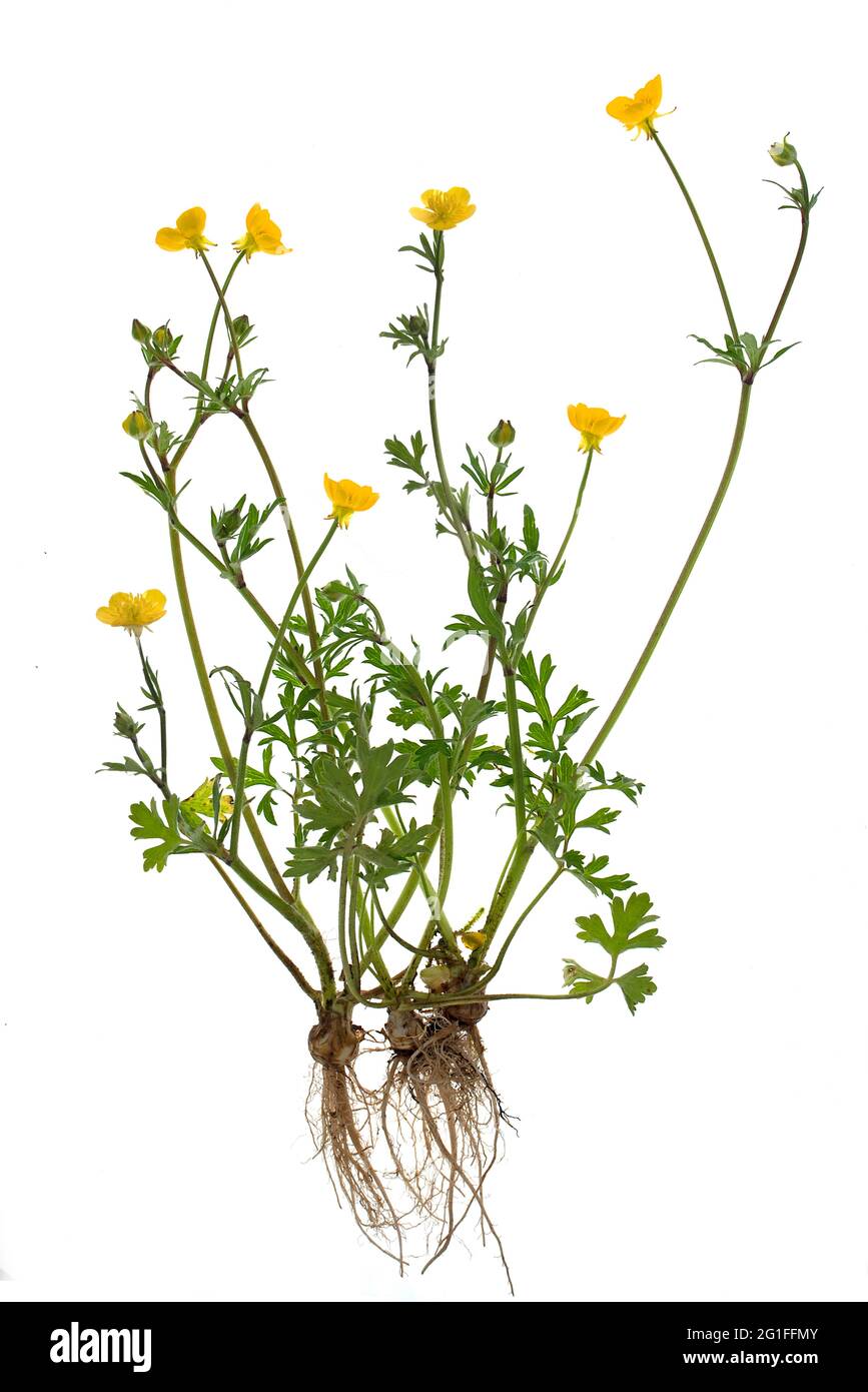 Tall buttercup (Ranunculus acris) on white ground, studio photo ...