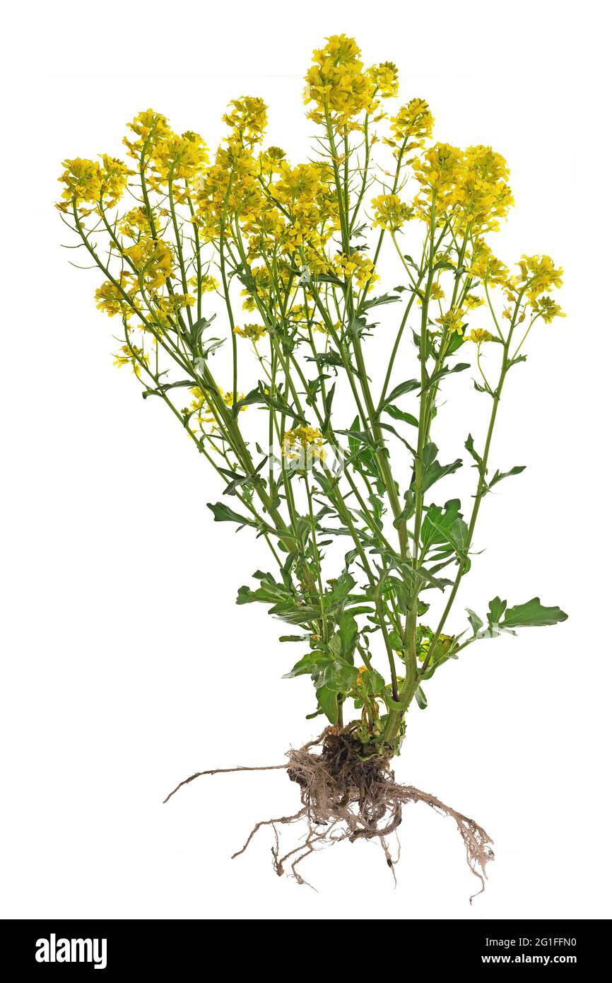 White turnip (Brassica rapa) on white background, studio picture ...