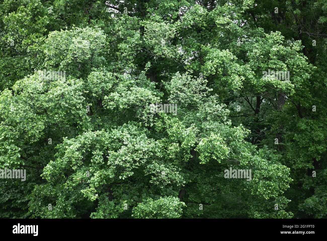Aerial drone photo looking down on magical summer forest. Nature ...