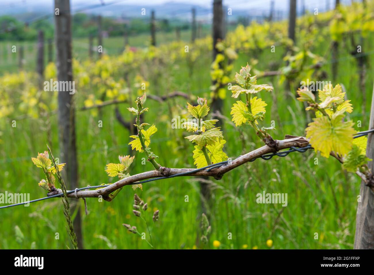 Vines in early summer, Baden-Wuerttemberg, Germany Stock Photo - Alamy