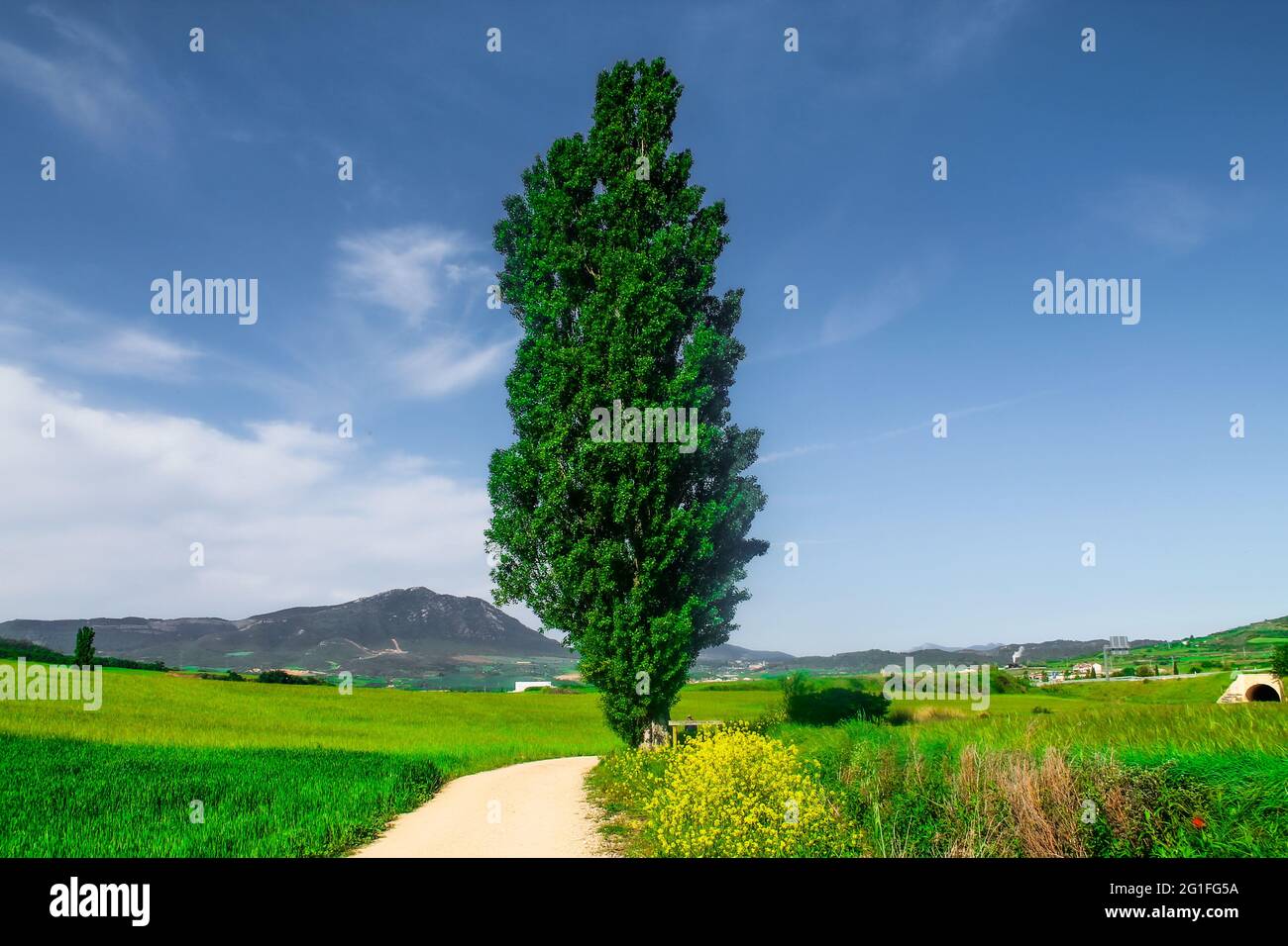 Poplar tree fall hi-res stock photography and images - Alamy