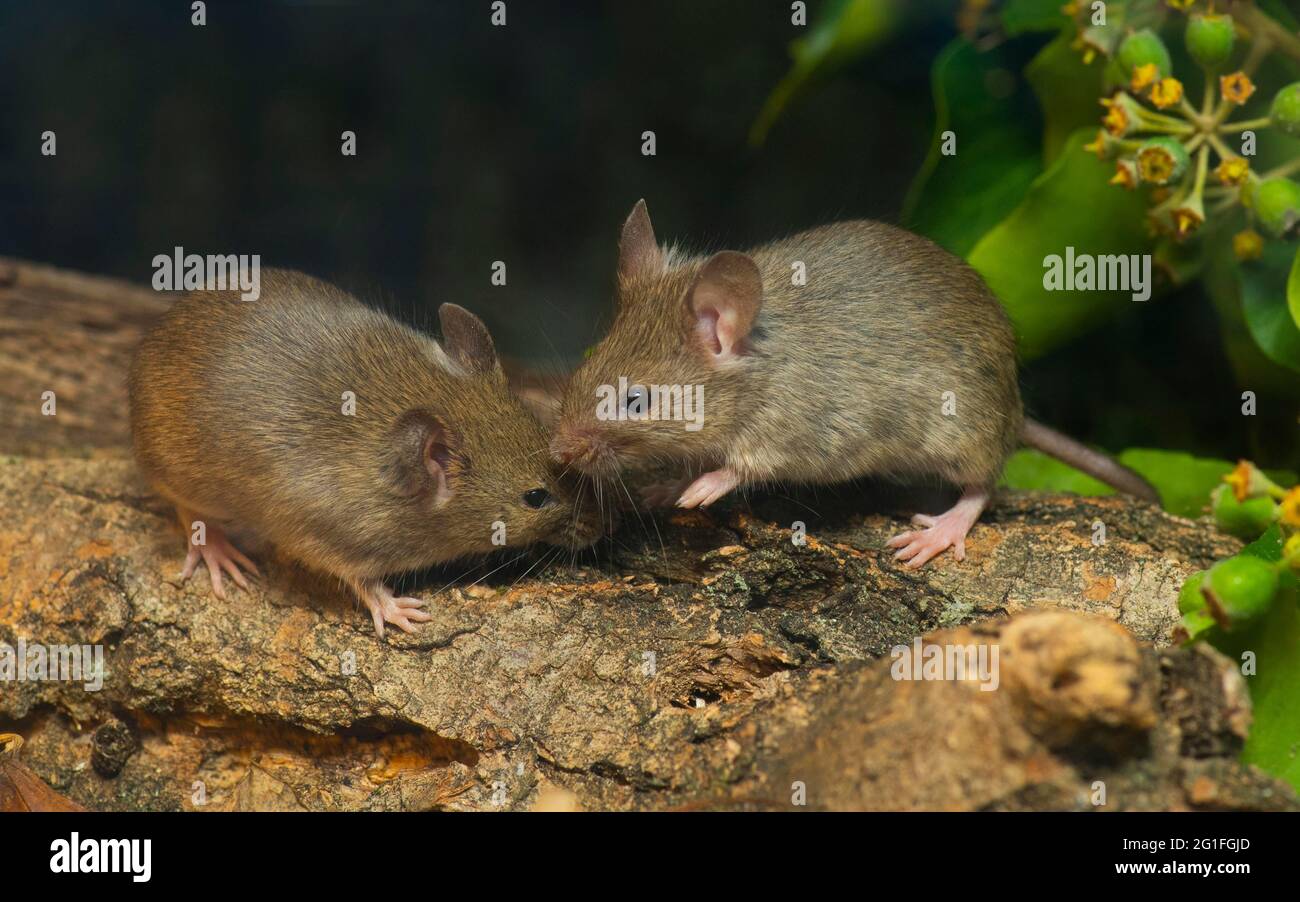 Wood mice (Apodemus sylvaticus), Lower Austria, Austria Stock Photo - Alamy