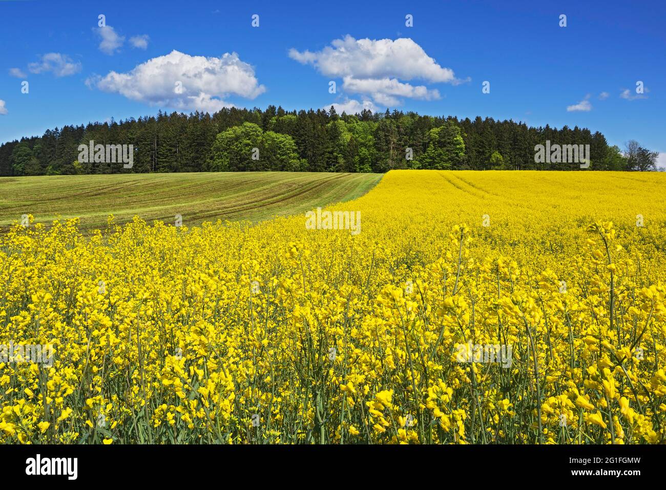 Rape (Brassica napus), rape field near Deining, Upper Bavaria, Bavaria ...