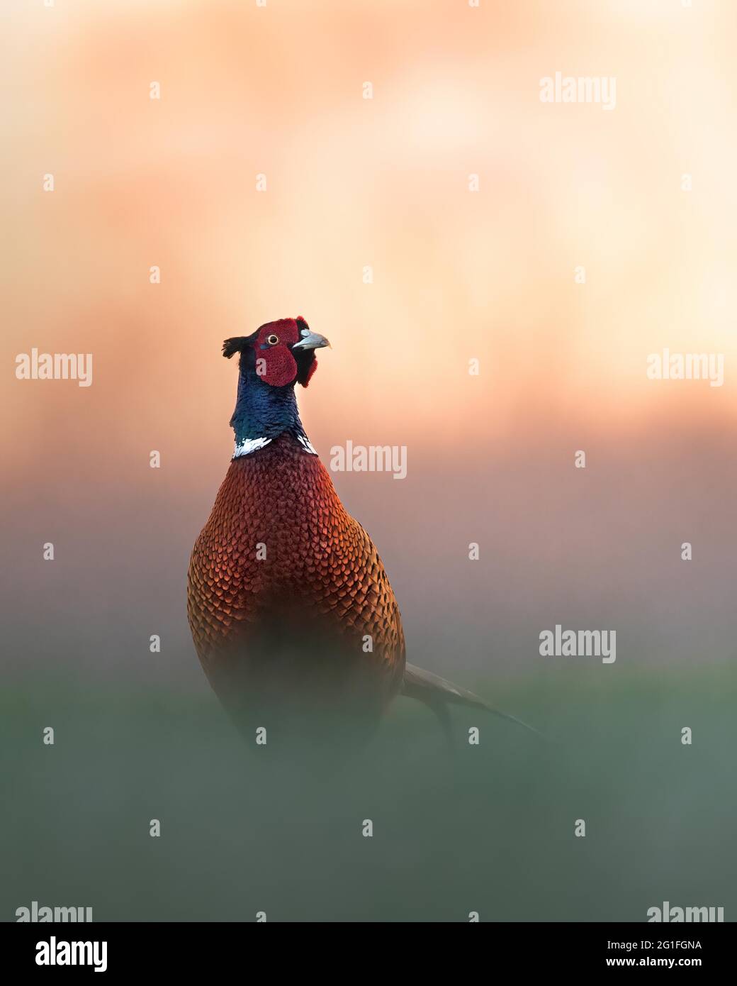 Pheasant (Phasianus colchicus), male standing in the meadow, sunrise ...